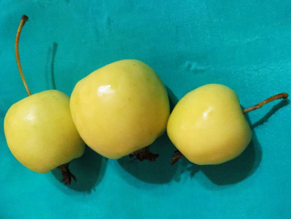Kirgisischer Paradiesapfel kaufen | Apfelbaum | Südflora