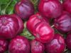 Roter Herbstkalvill / Paradiesapfel kaufen | Apfelbaum
