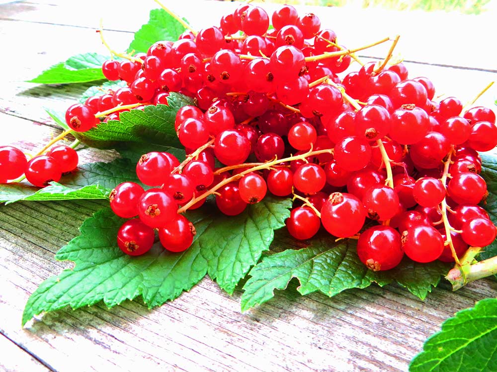 Rote Johannisbeere 2 | suedflora.de