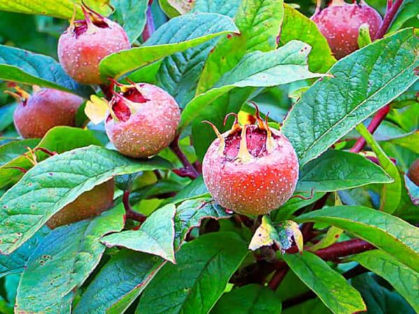 Deutsche Mispel kaufen | Mispelbaum | Baumschule Südflora